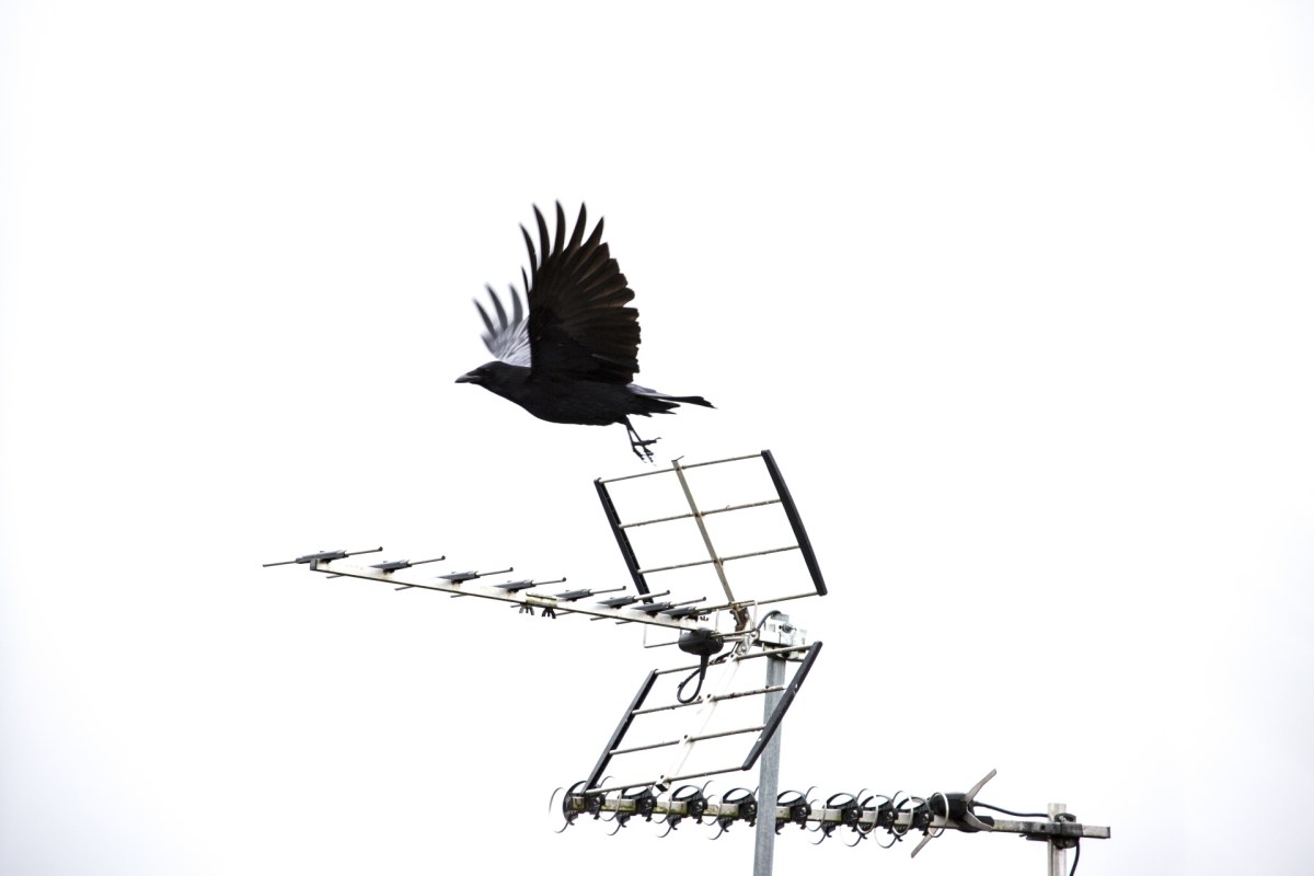 C’ero. (versione II) – Original A19. Anna "Annina" Lorenzi